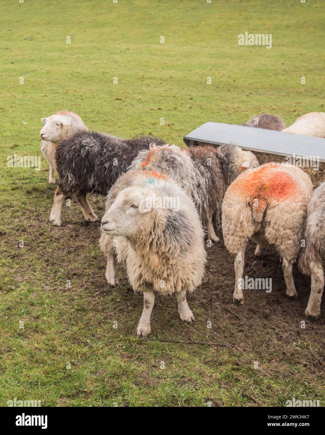 Wheeled feeder rack hi-res stock photography and images - Alamy