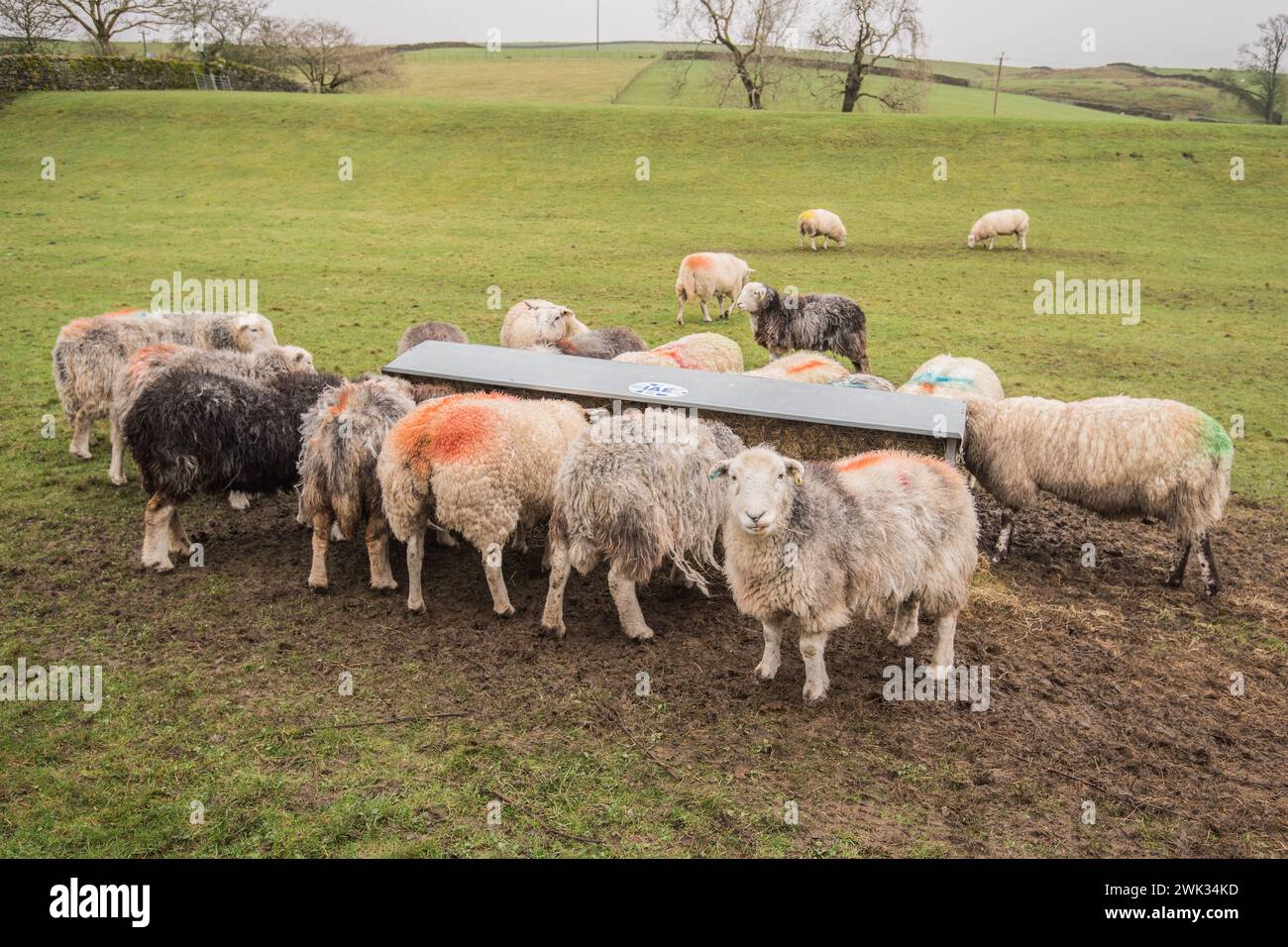 Wheeled feeder rack hi-res stock photography and images - Alamy
