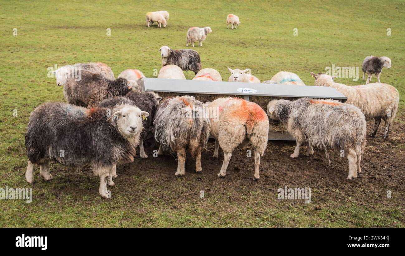 Year old herdwick hi-res stock photography and images - Alamy
