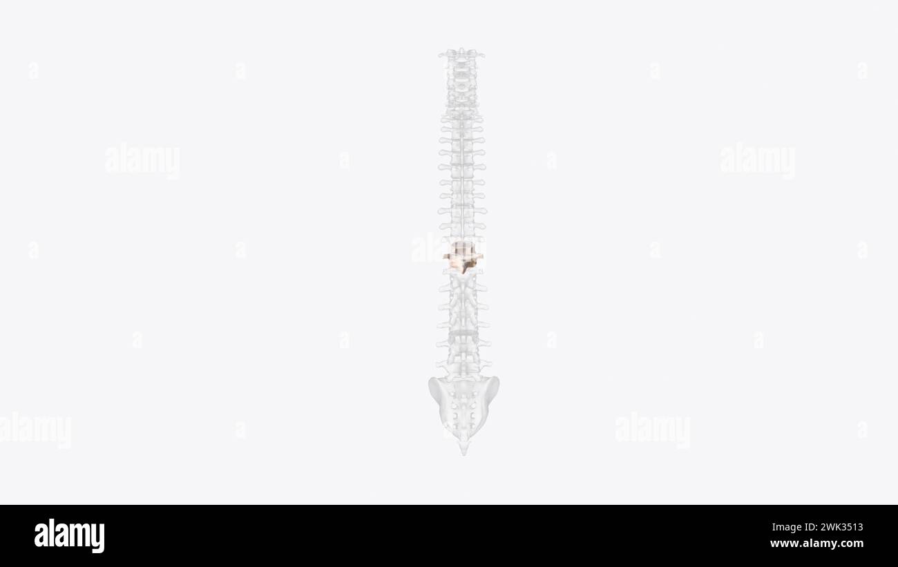 The eleventh thoracic vertebra (T11) is located near the bottom of the ...