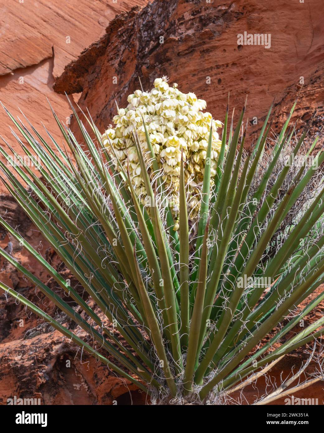 Green and gold yucca hi-res stock photography and images - Alamy