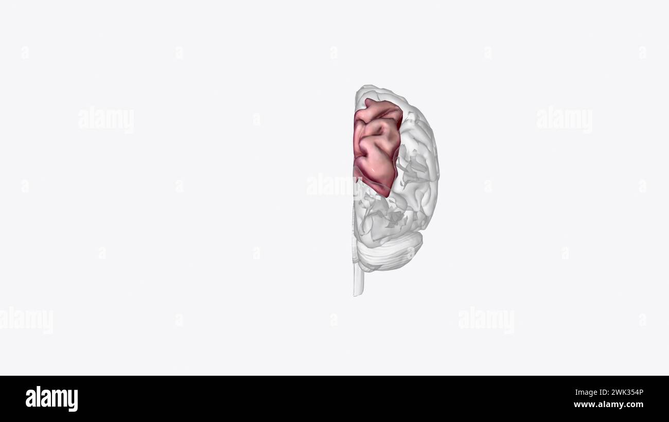 The superior parietal lobule is bounded in front by the upper part of ...