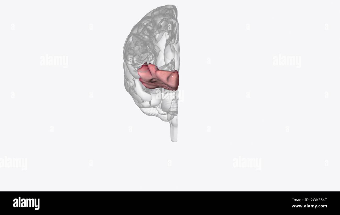 Neurological responses Cut Out Stock Images & Pictures - Alamy