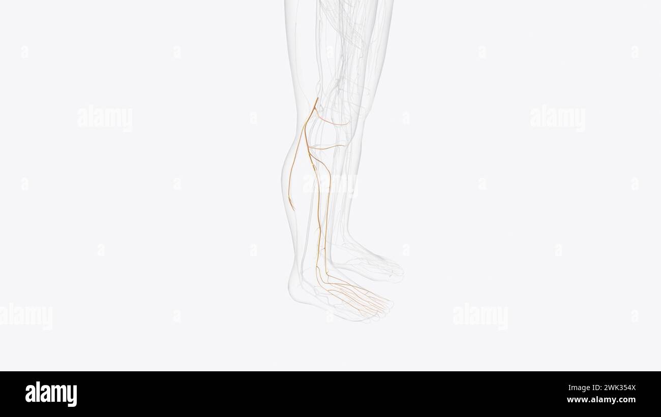 Common fibular nerve hi-res stock photography and images - Alamy