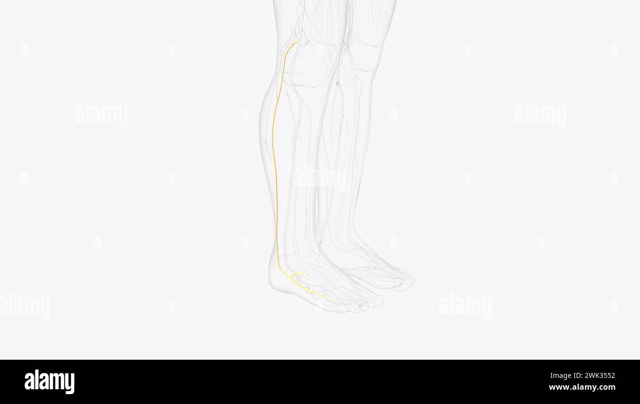 Sural nerve hi-res stock photography and images - Alamy