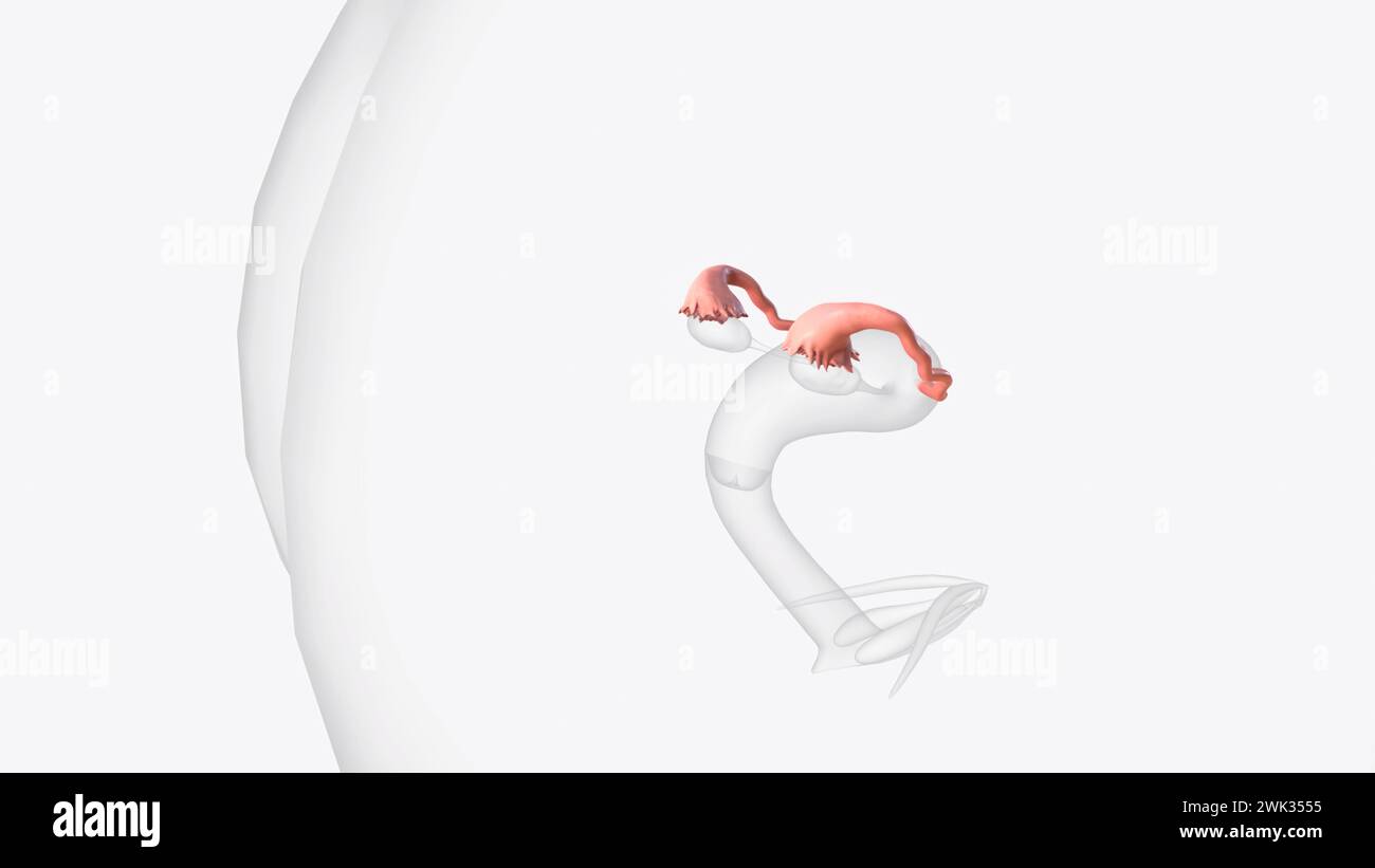 Female pelvis pregnancy hi-res stock photography and images - Alamy