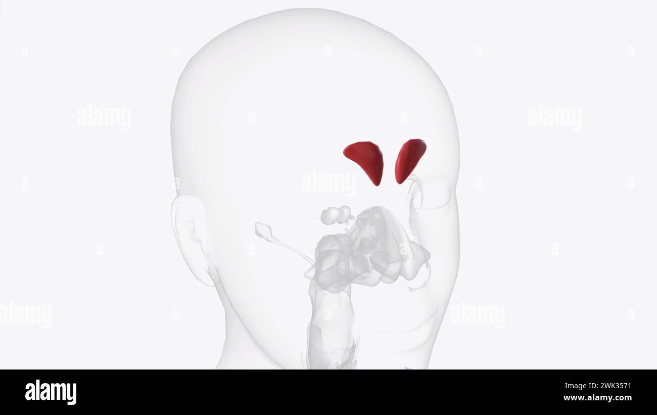 The frontal sinuses are one of the four pairs of paranasal sinuses that ...