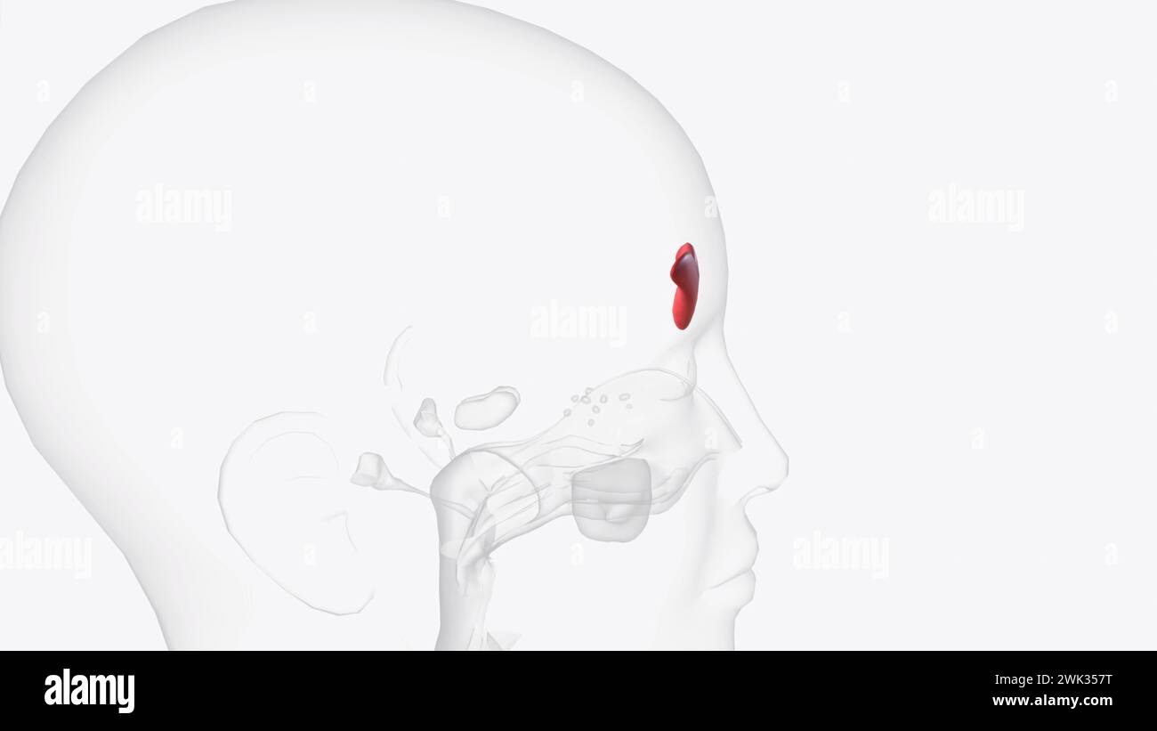 The frontal sinuses are one of the four pairs of paranasal sinuses that ...