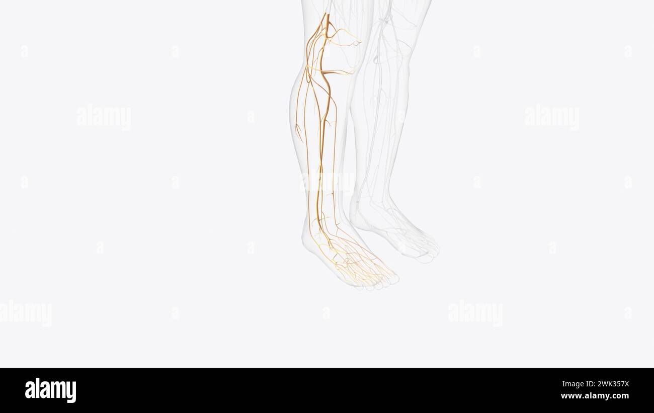 Human leg nerves hi-res stock photography and images - Alamy