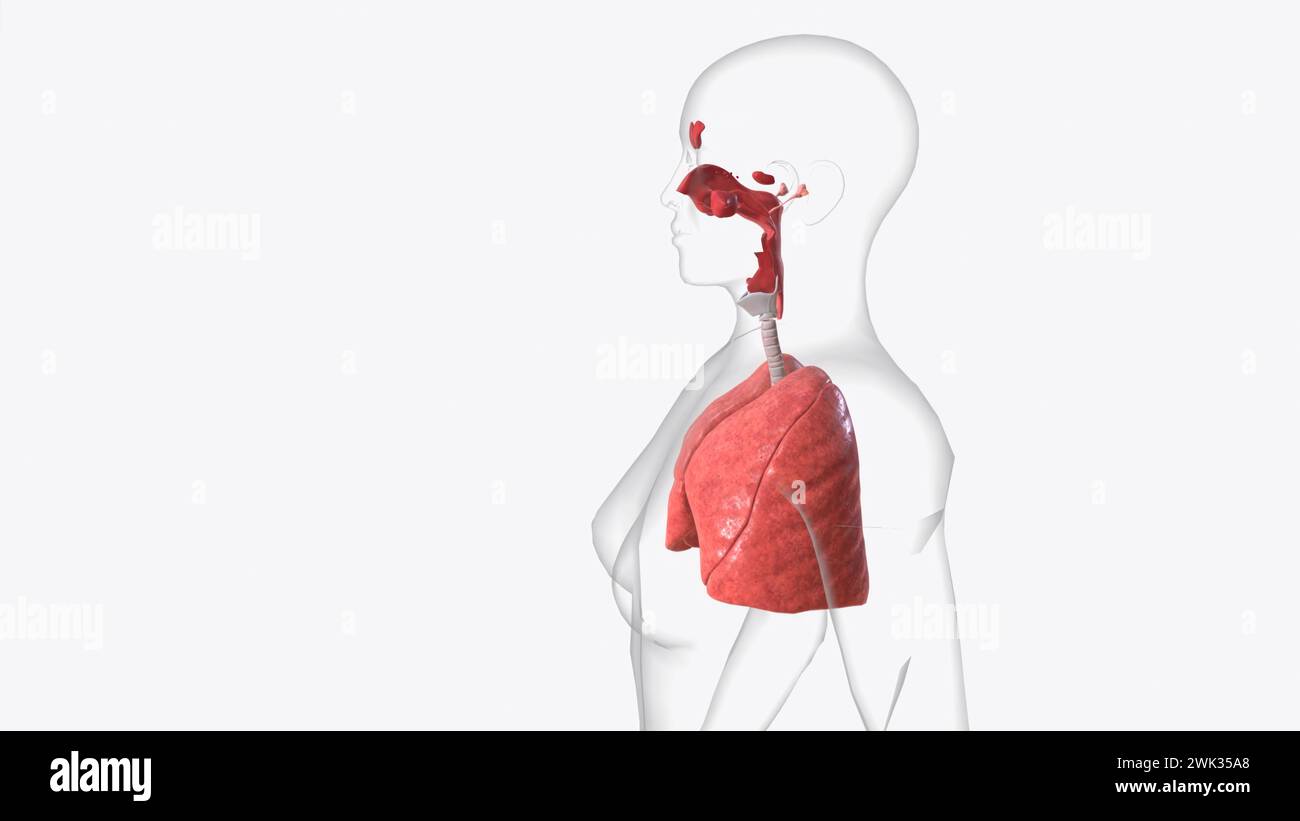 Voice box anatomy hi-res stock photography and images - Alamy