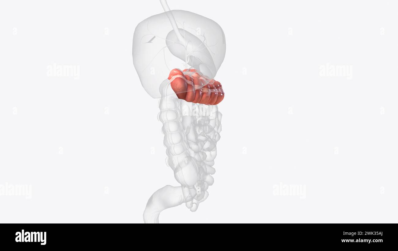 Large intestine endoscopy hi-res stock photography and images - Alamy