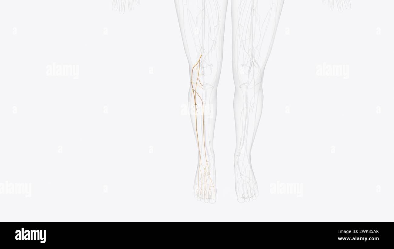 Common fibular nerve hi-res stock photography and images - Alamy