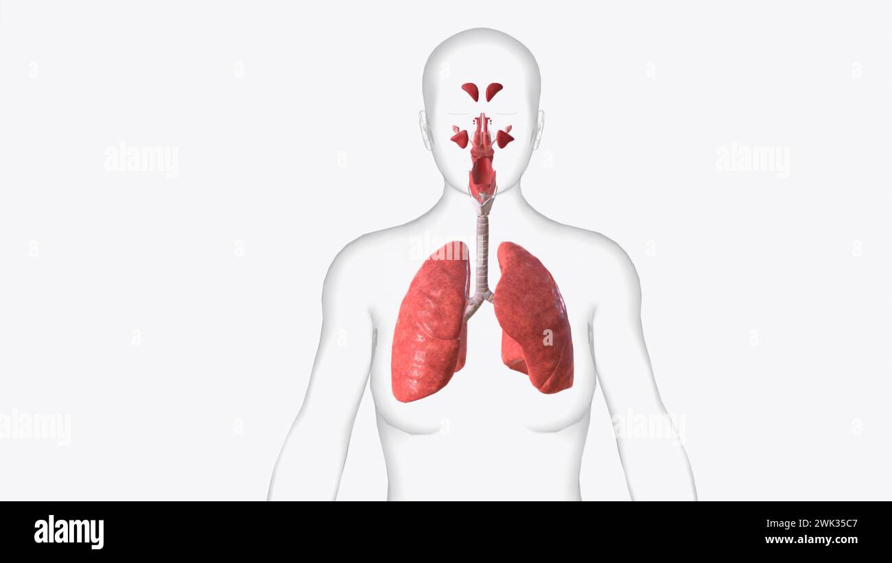 Voice box anatomy hi-res stock photography and images - Alamy