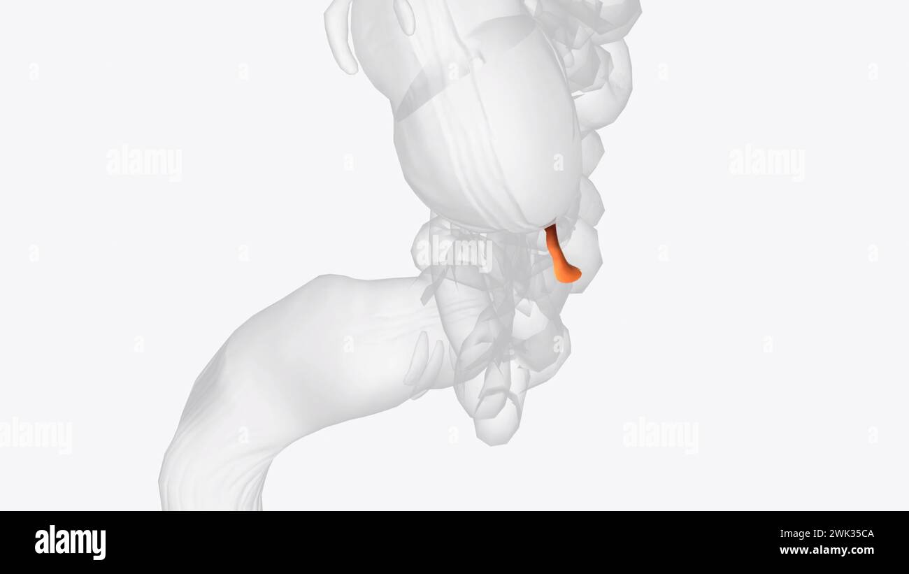 Upper gi endoscopy hi-res stock photography and images - Alamy