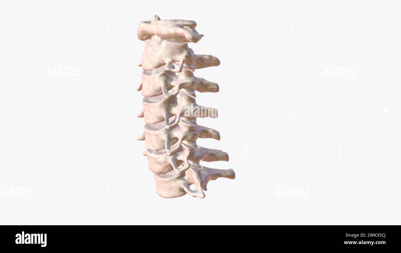 Cervical vertebrae c7 hi-res stock photography and images - Alamy