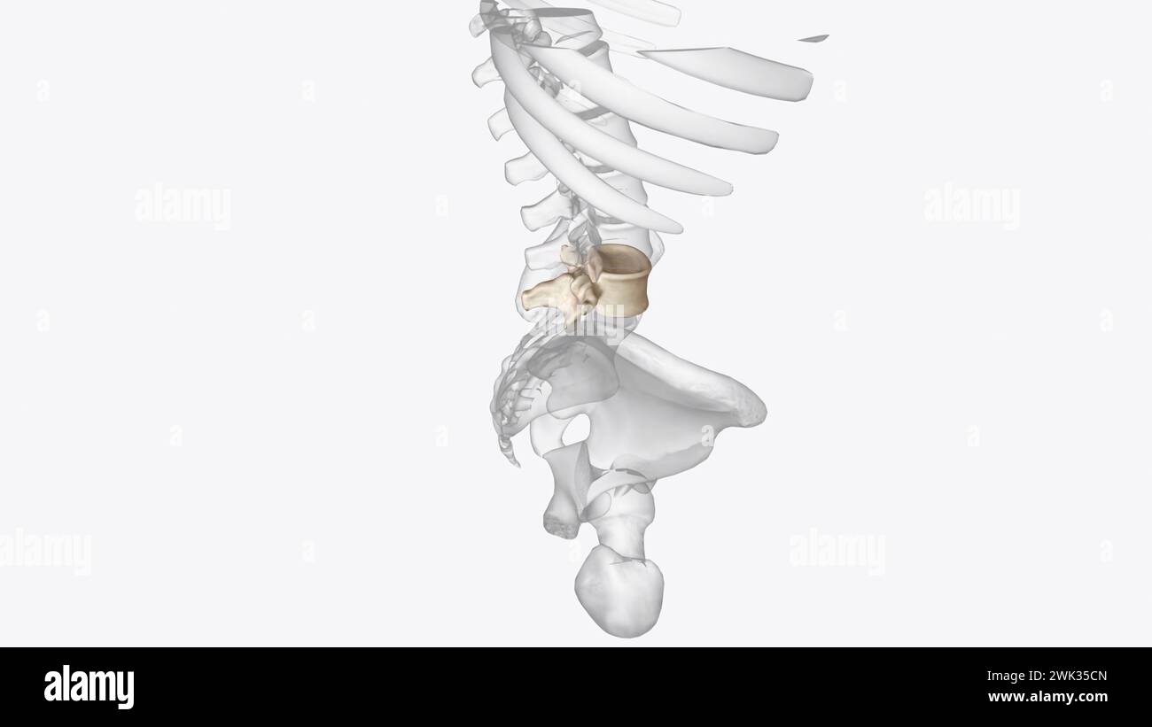 The fifth lumbar spine vertebrae (L5) is part of the greater lumbar ...