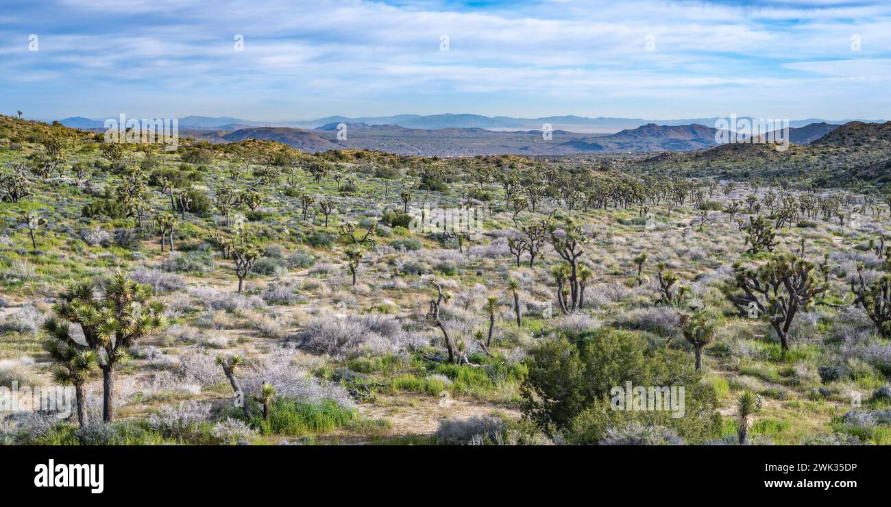 Panorama loop trail joshua tree hi-res stock photography and images - Alamy