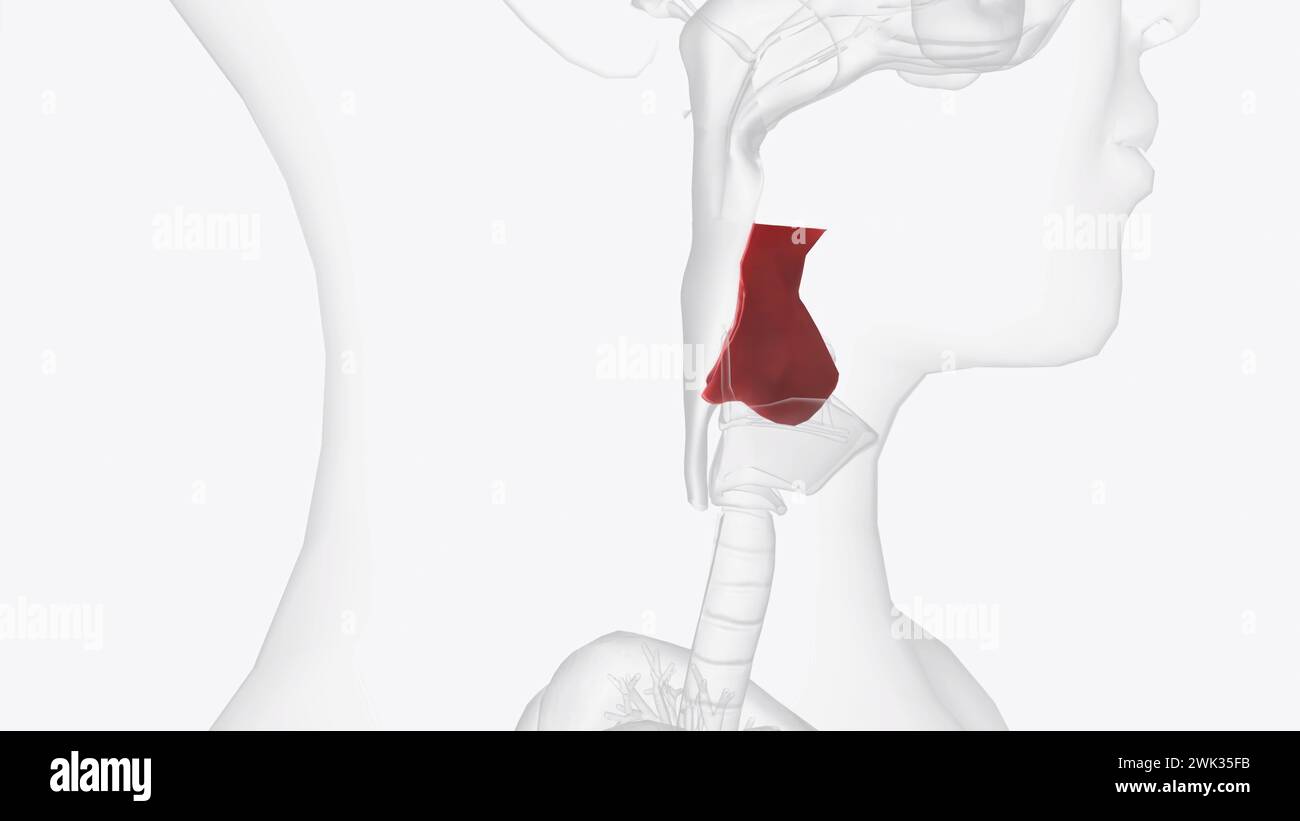 Laryngeal folds hi-res stock photography and images - Alamy