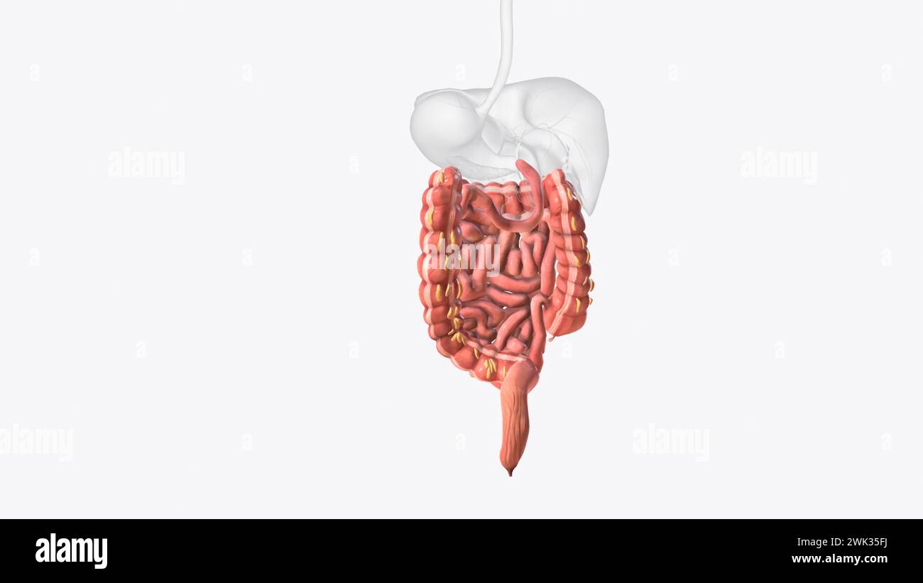 Gastrointestinal gi tract Cut Out Stock Images & Pictures - Alamy