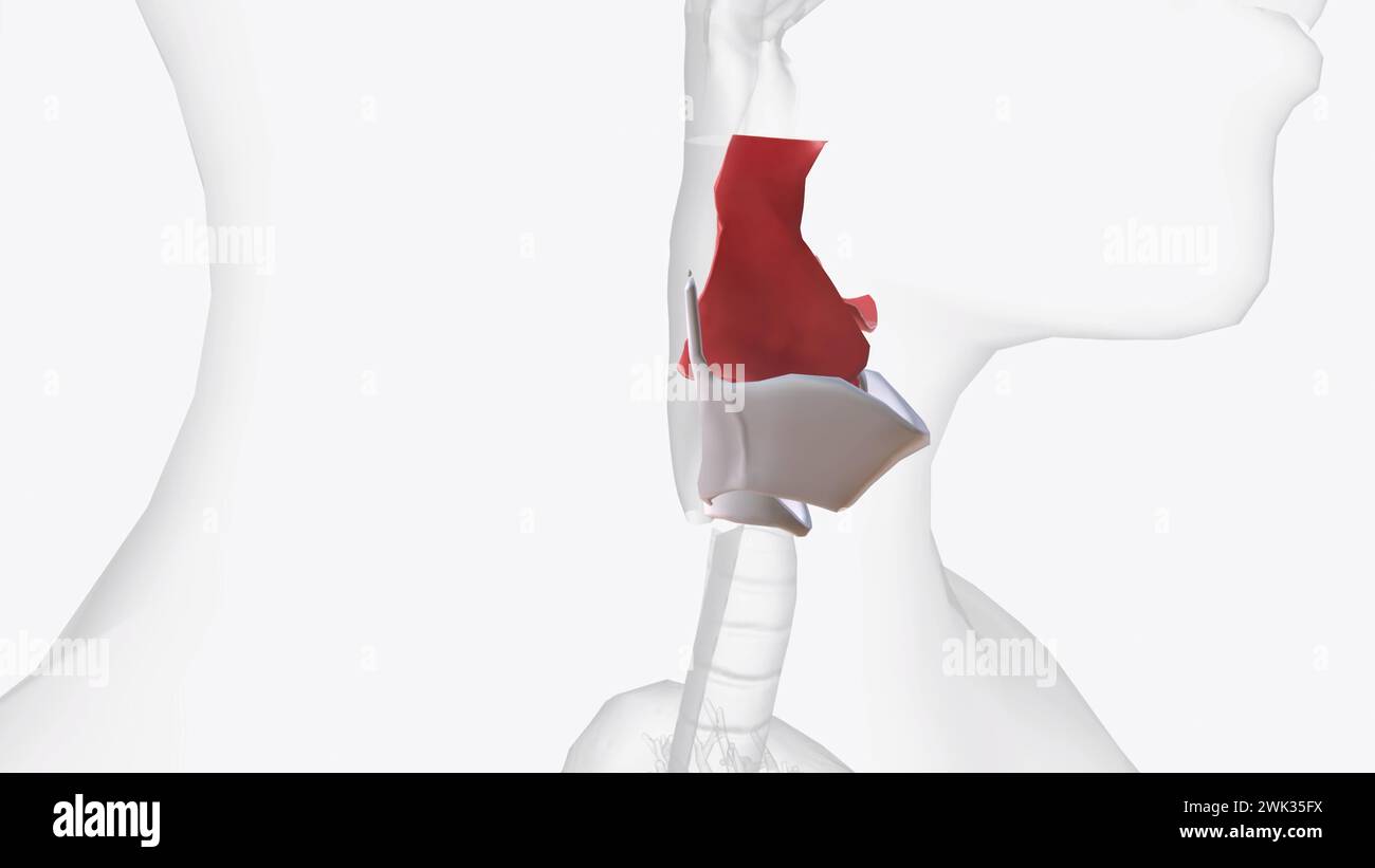 larynx is located within the anterior aspect of the neck, anterior to ...