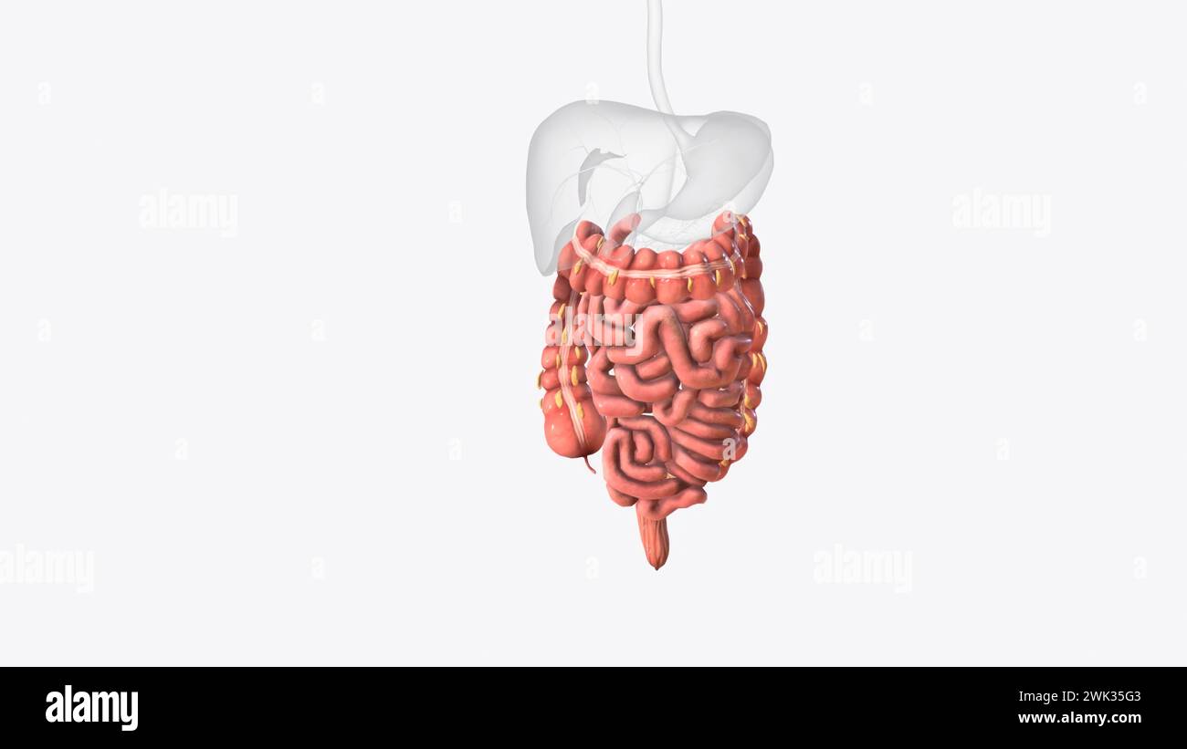 Upper gastrointestinal tract hi-res stock photography and images - Alamy