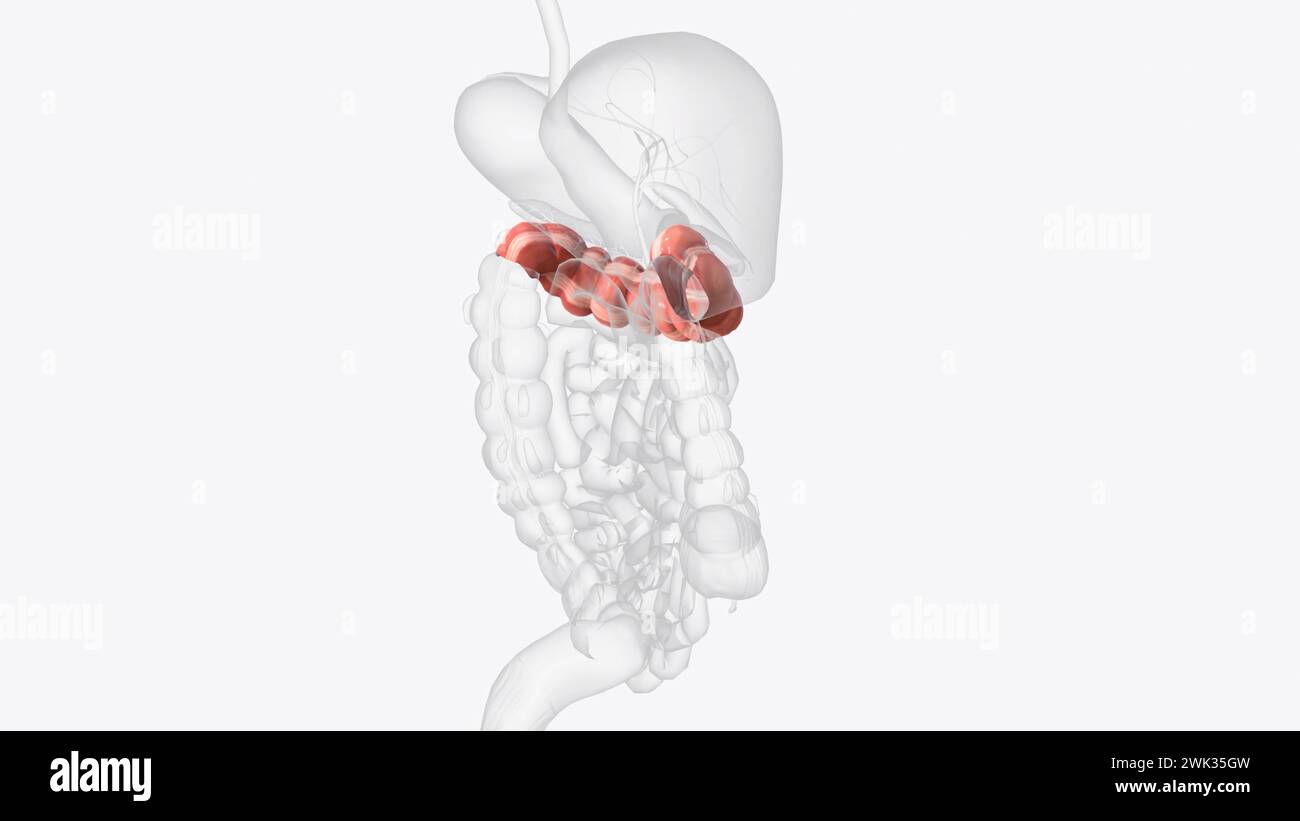 The transverse colon is the lengthy, upper part of the large intestine ...