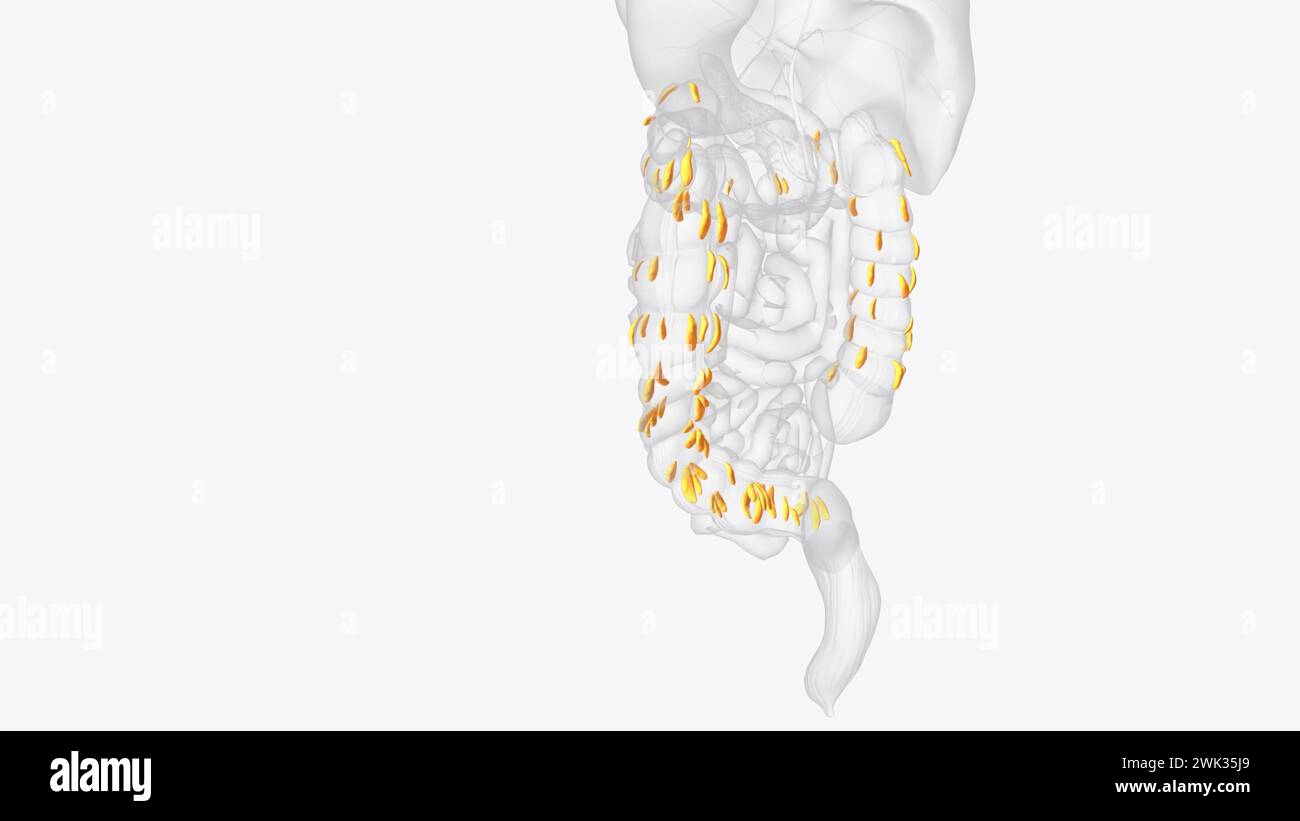 Colonoscopy normal large intestine hi-res stock photography and images ...