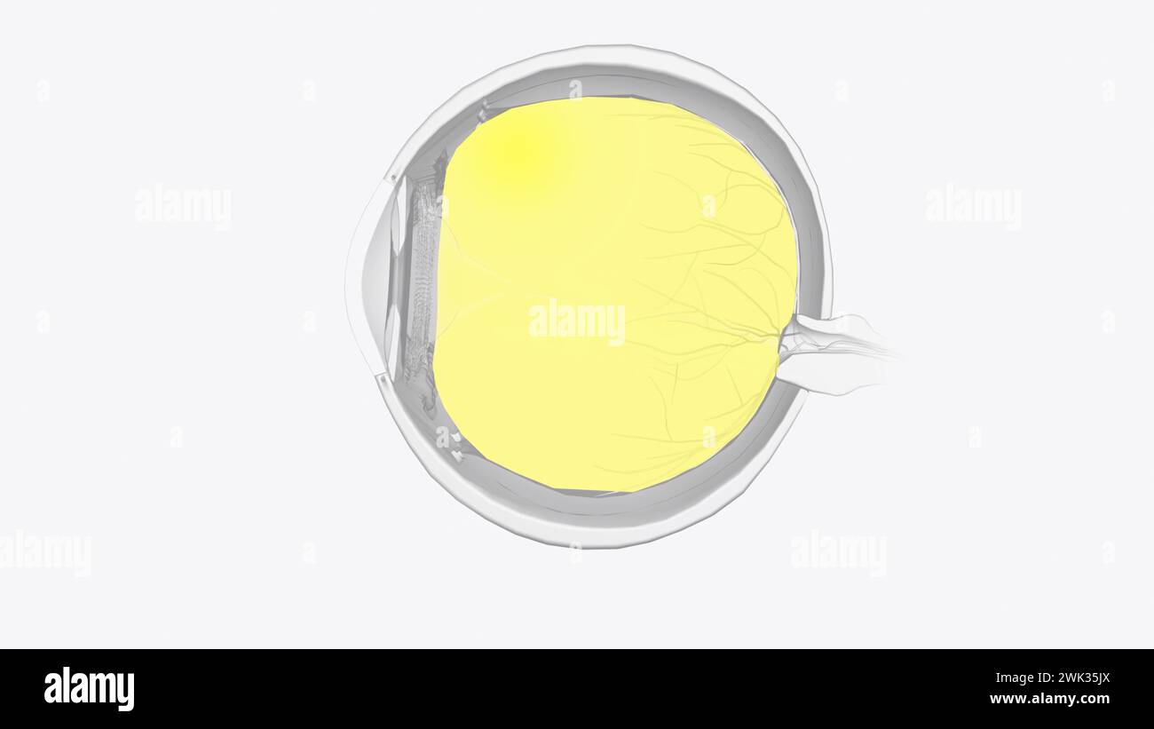 Posterior eyes hi-res stock photography and images - Alamy