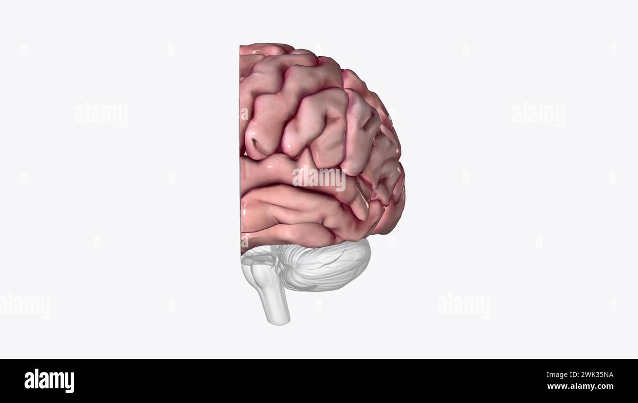 Half brain half heart hi-res stock photography and images - Alamy