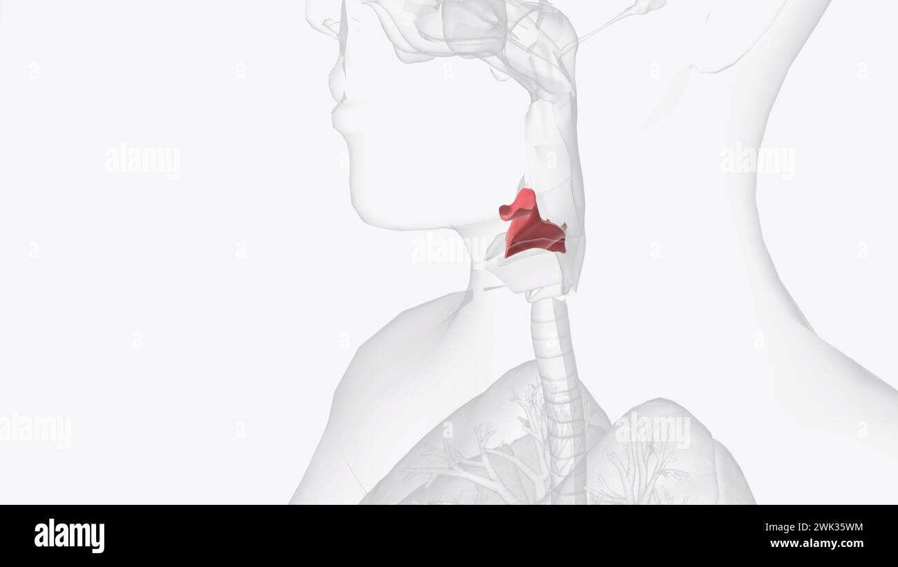 Human diaphragm tissue hi-res stock photography and images - Alamy