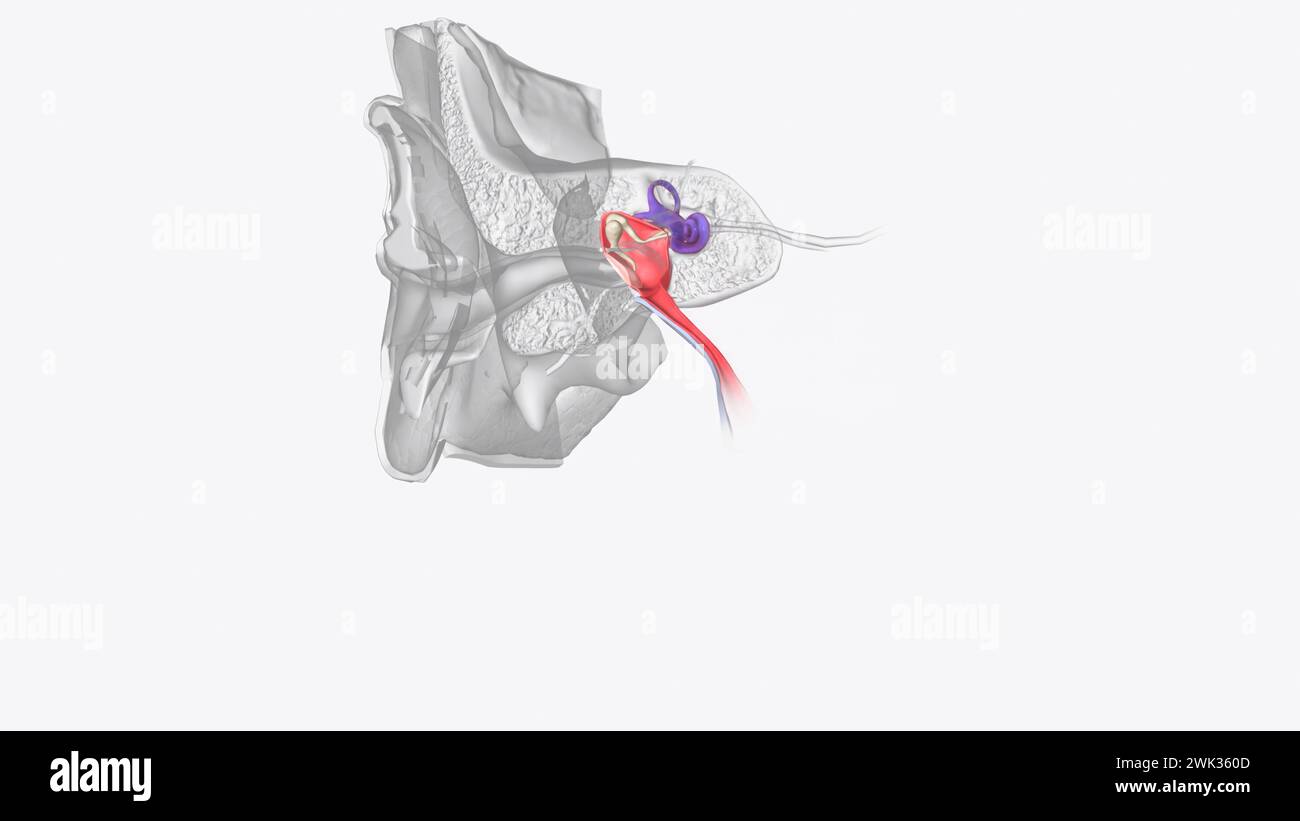 The inner ear (internal ear, auris interna) is the innermost part of ...