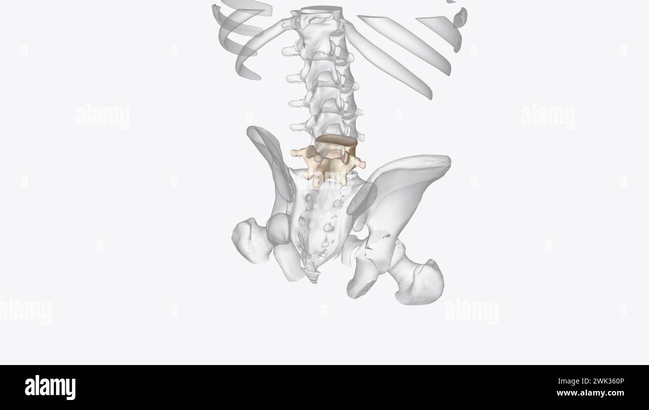 The fifth lumbar spine vertebrae (L5) is part of the greater lumbar ...