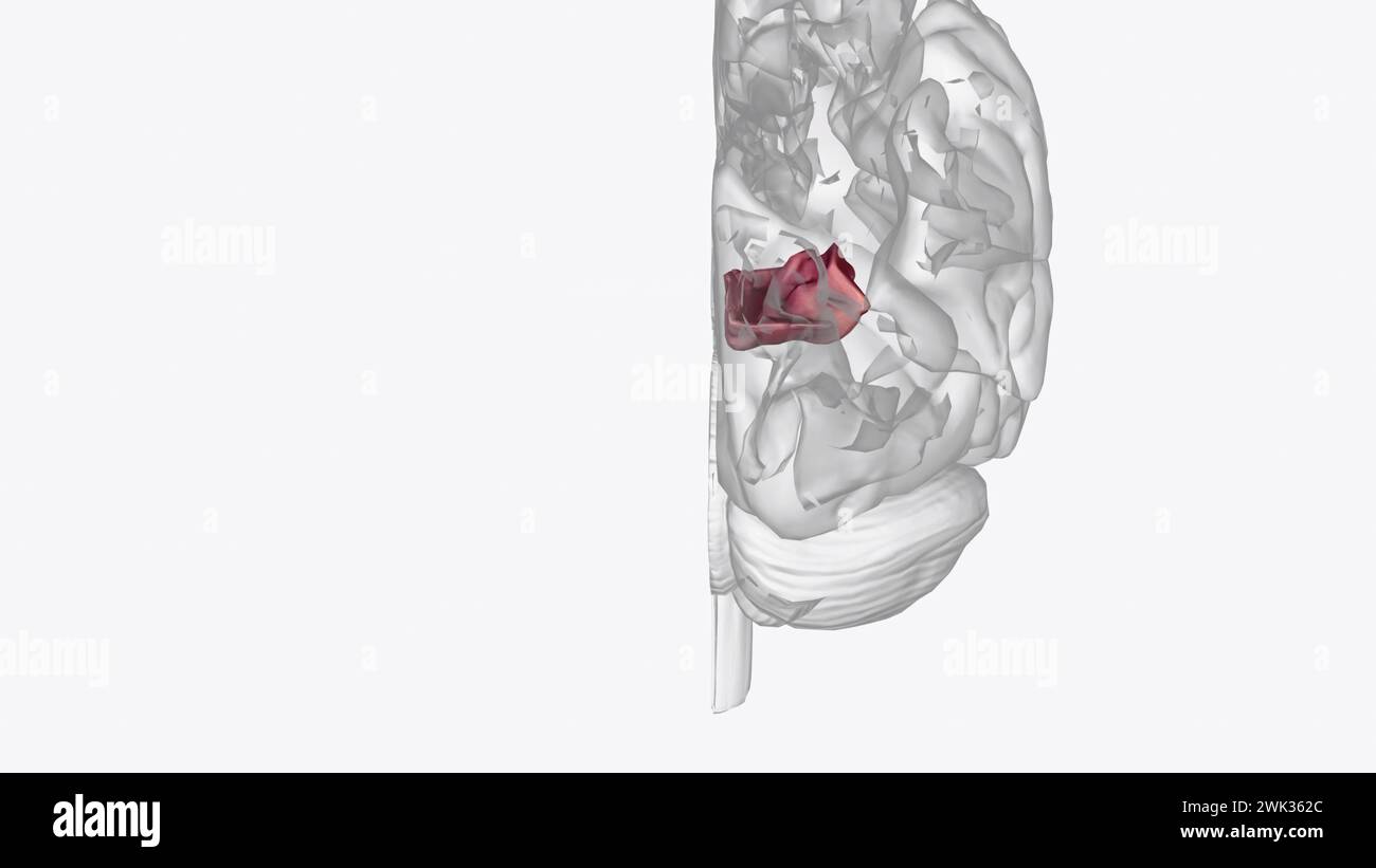 Posterior frontal lobe hi-res stock photography and images - Alamy