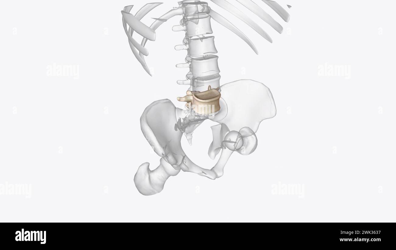 The fifth lumbar spine vertebrae (L5) is part of the greater lumbar ...