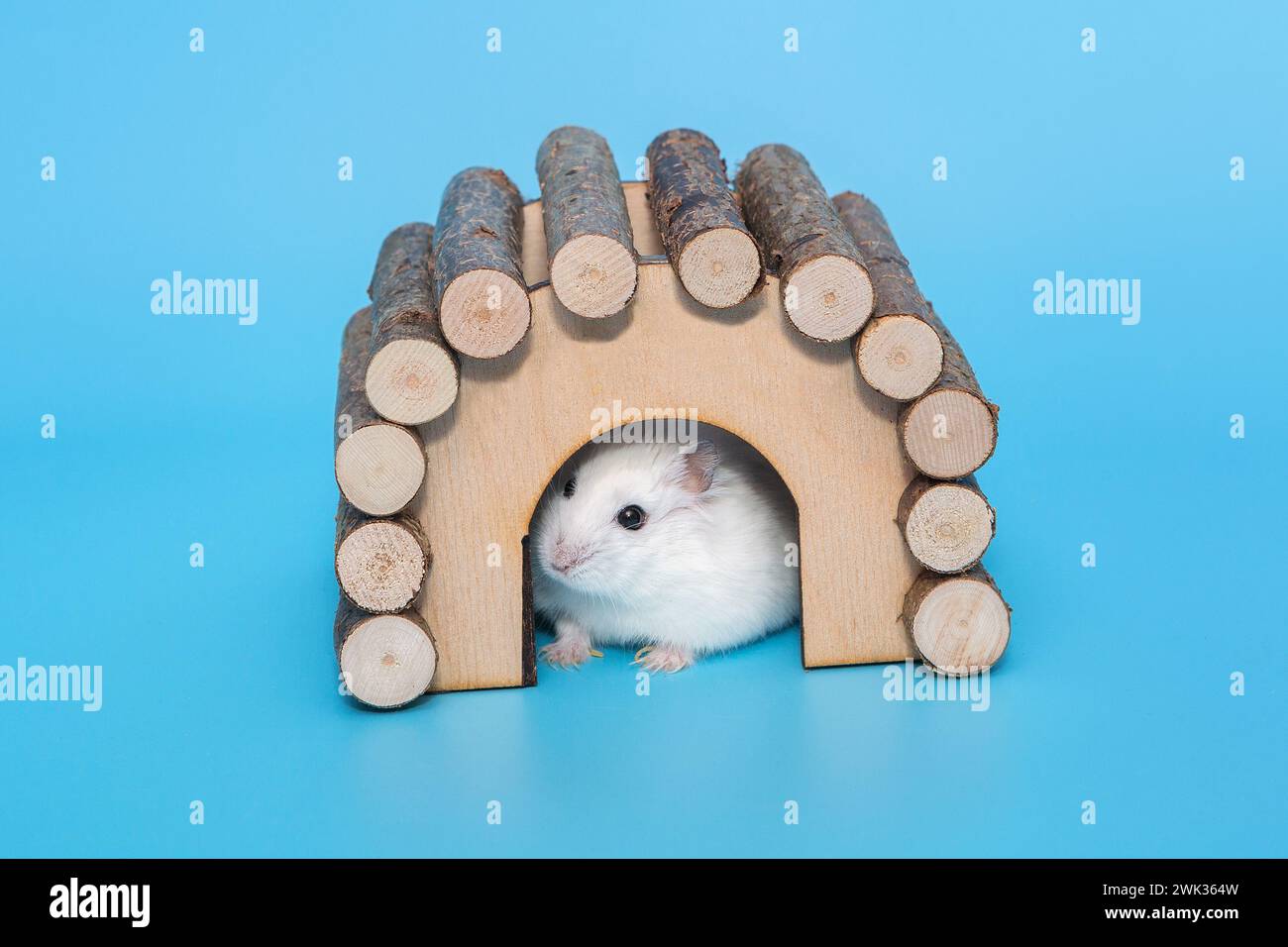 Small white Dzhungarian hamster and a wooden house on a blue background ...