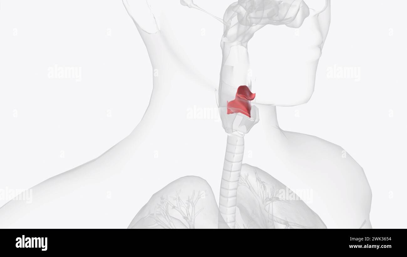 Human diaphragm tissue hi-res stock photography and images - Alamy