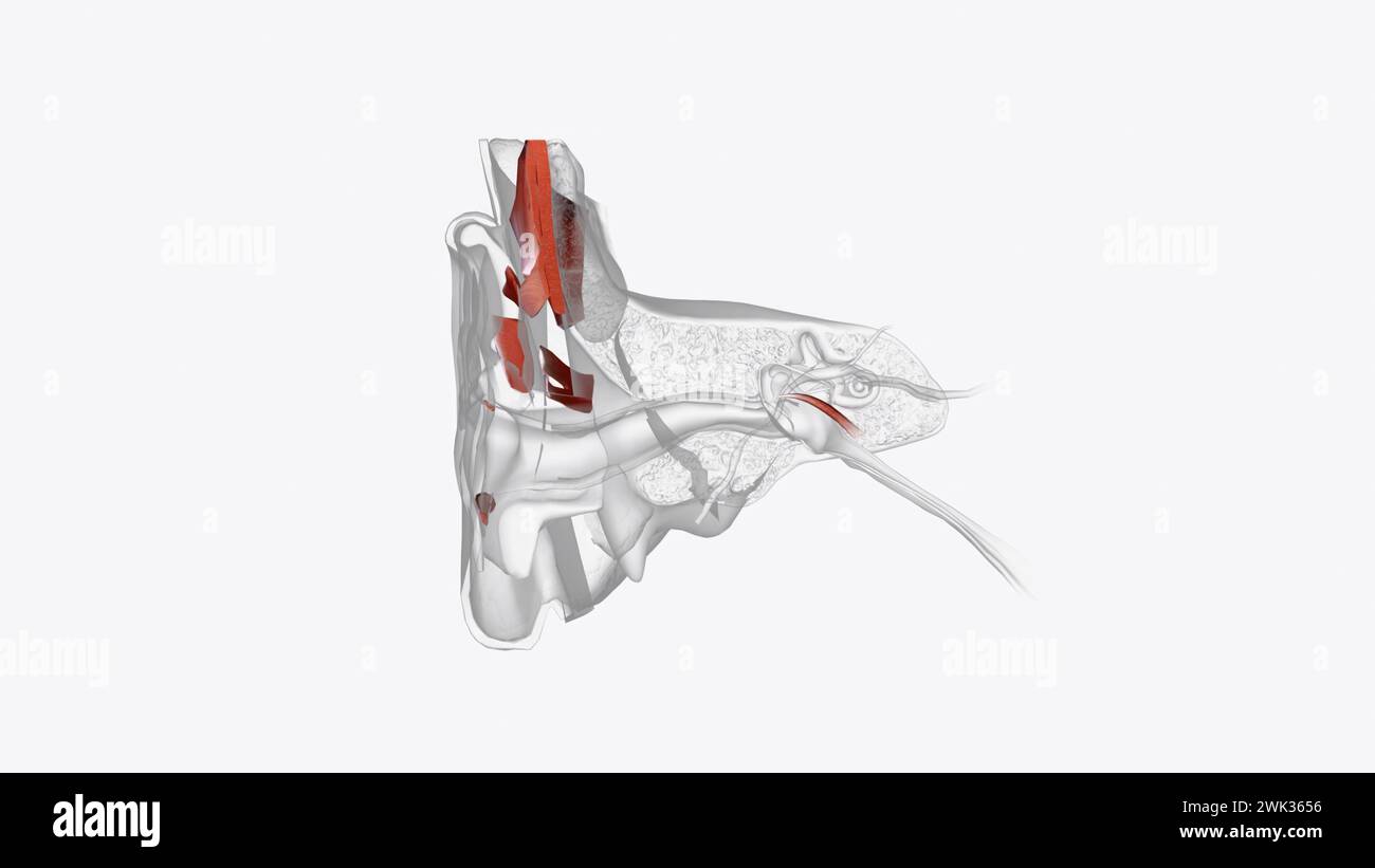 Ear Coronal Cross Section of Muscular system 3d illustration Stock ...