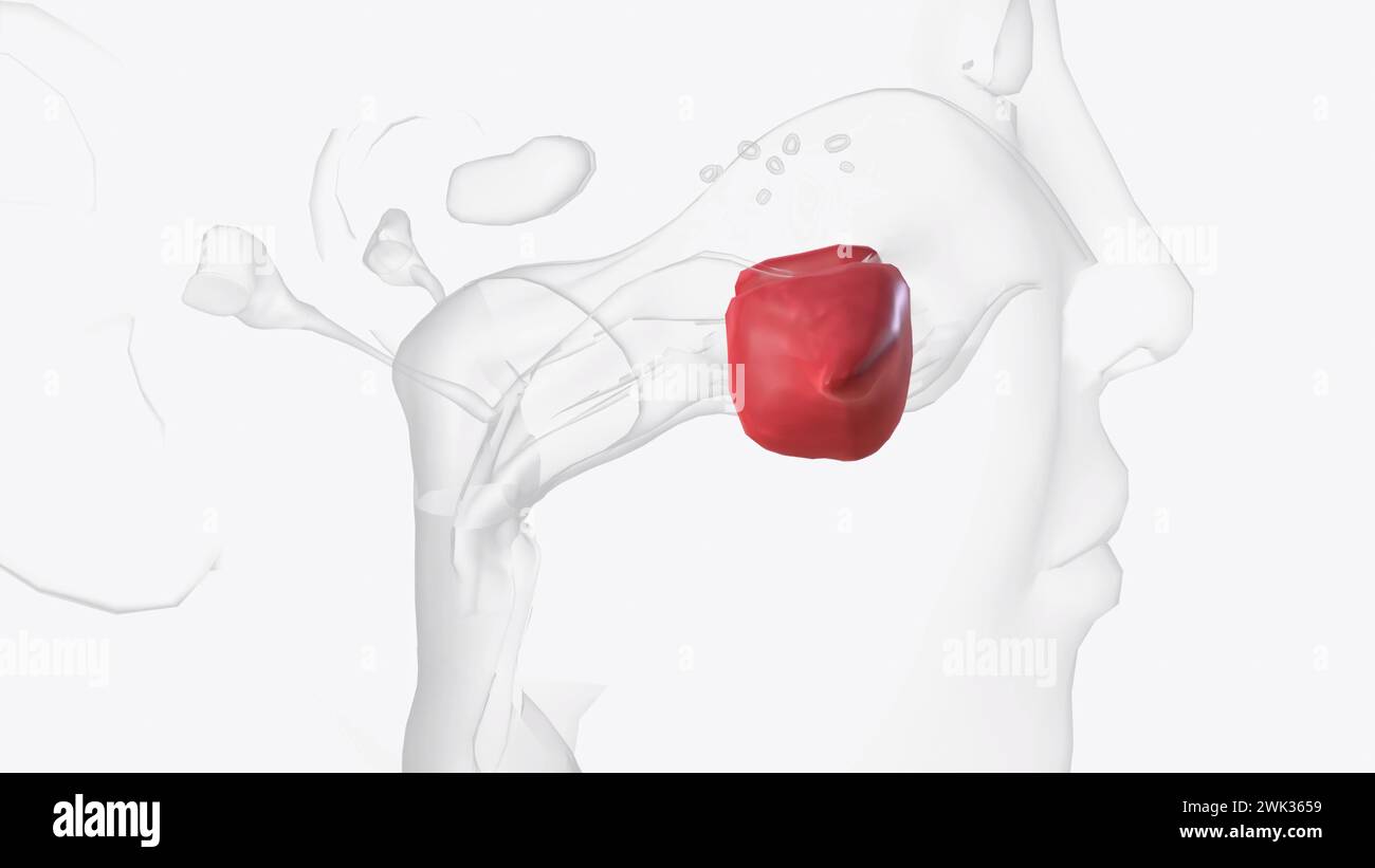 Maxillary sinus hi-res stock photography and images - Alamy