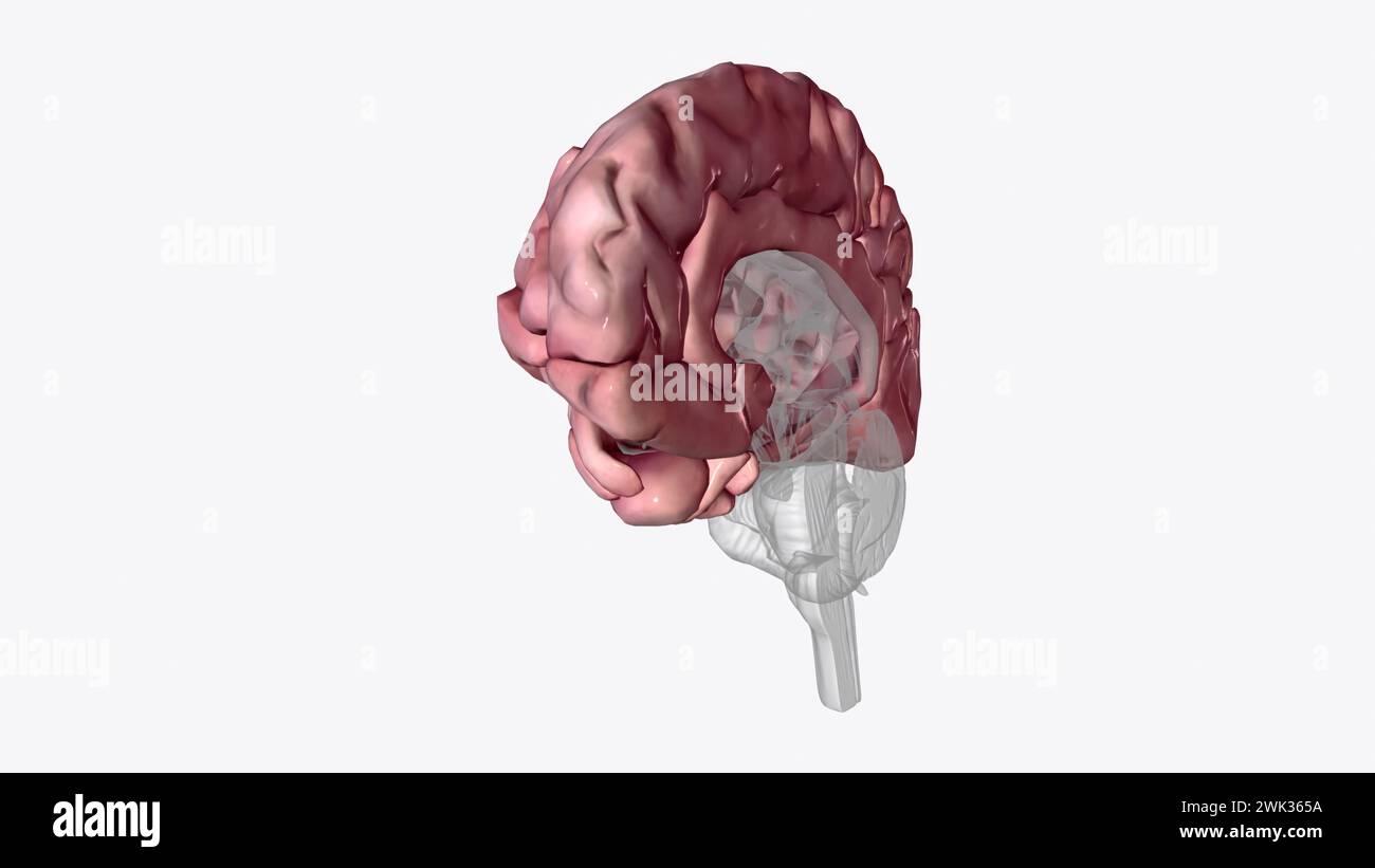 The Cerebral Cortex Also Known As The Cerebral Mantle Is The Outer Layer Of Neural Tissue Of