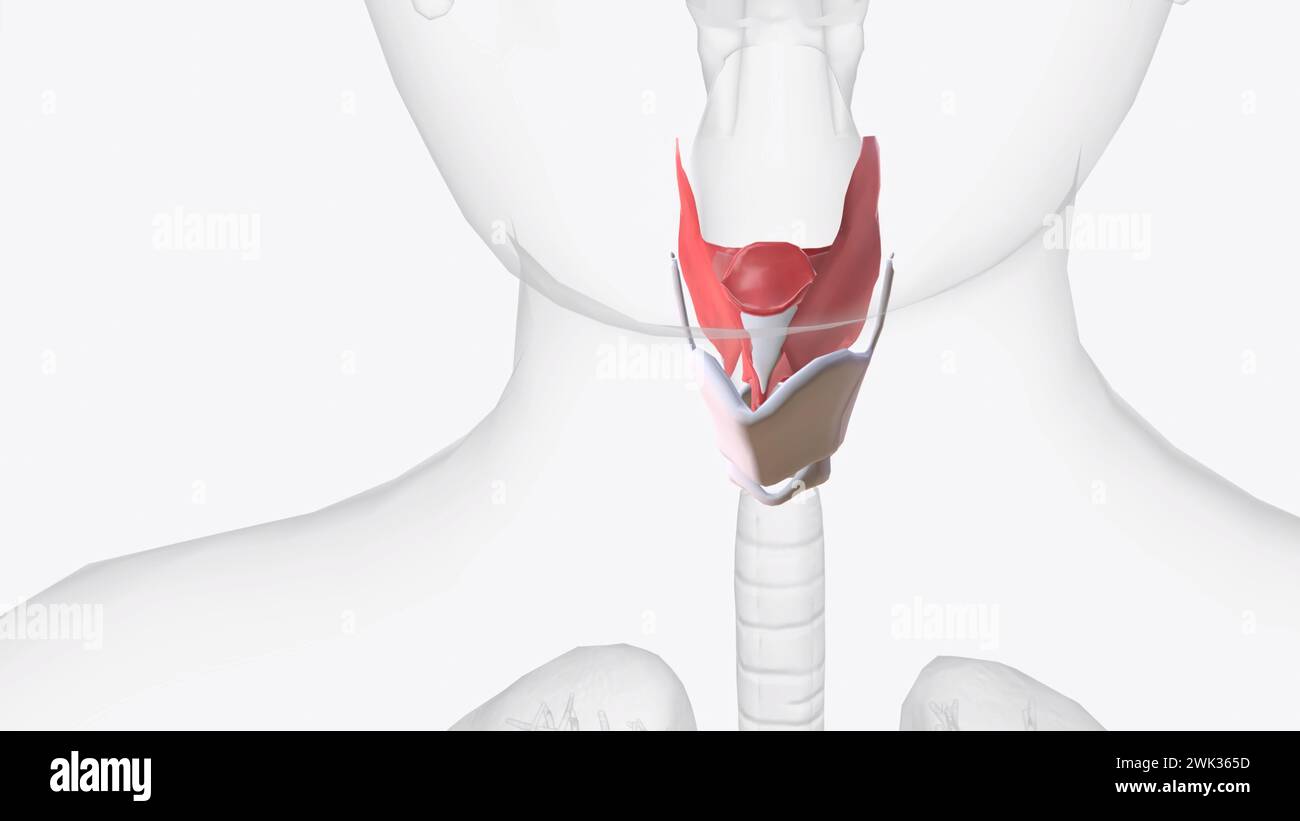 larynx is located within the anterior aspect of the neck, anterior to ...