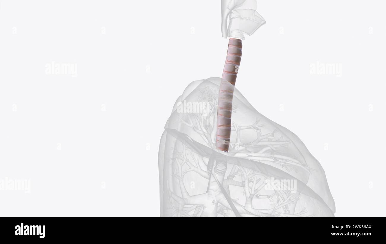 Structure upper respiratory system hi-res stock photography and images ...
