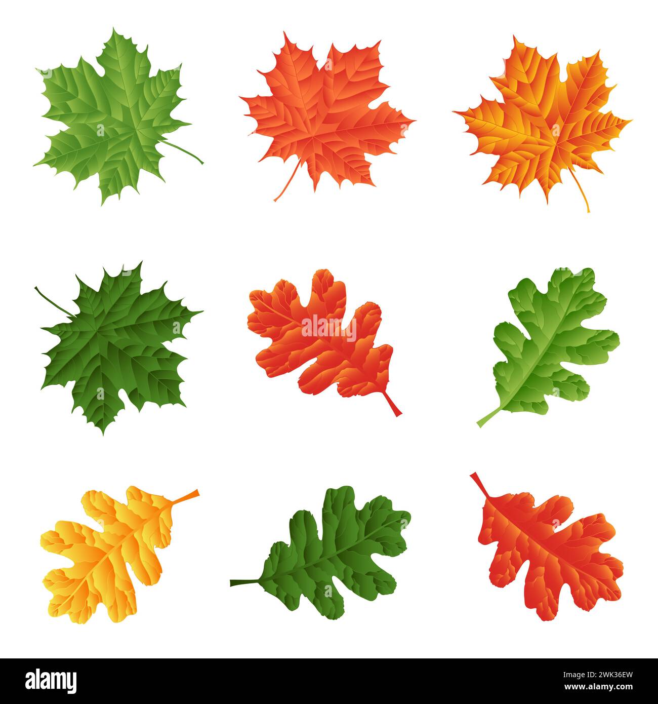 Green, red and yellow leaves isolated on white background. Set for ...