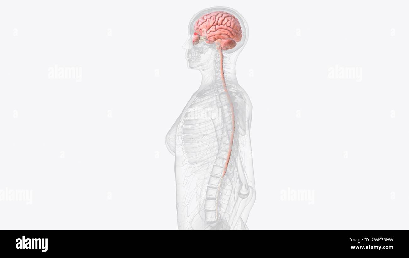 The central nervous system is the brain and spinal cord 3d illustration ...