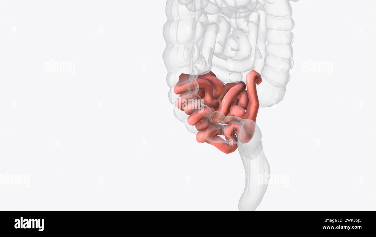 The ileum is the last and longest section of the small intestine 3d ...