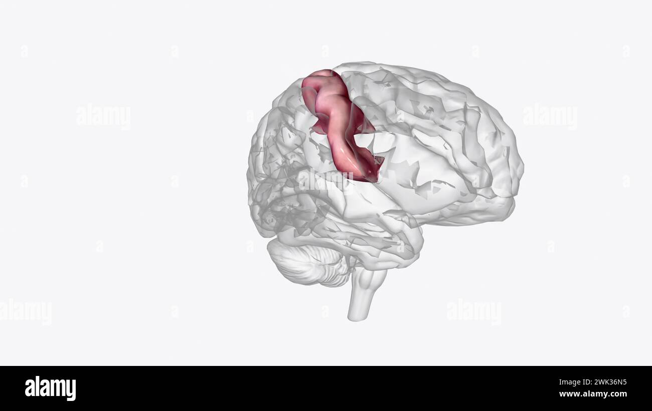 The superior frontal gyrus is the medial most gyrus of the frontal lobe ...
