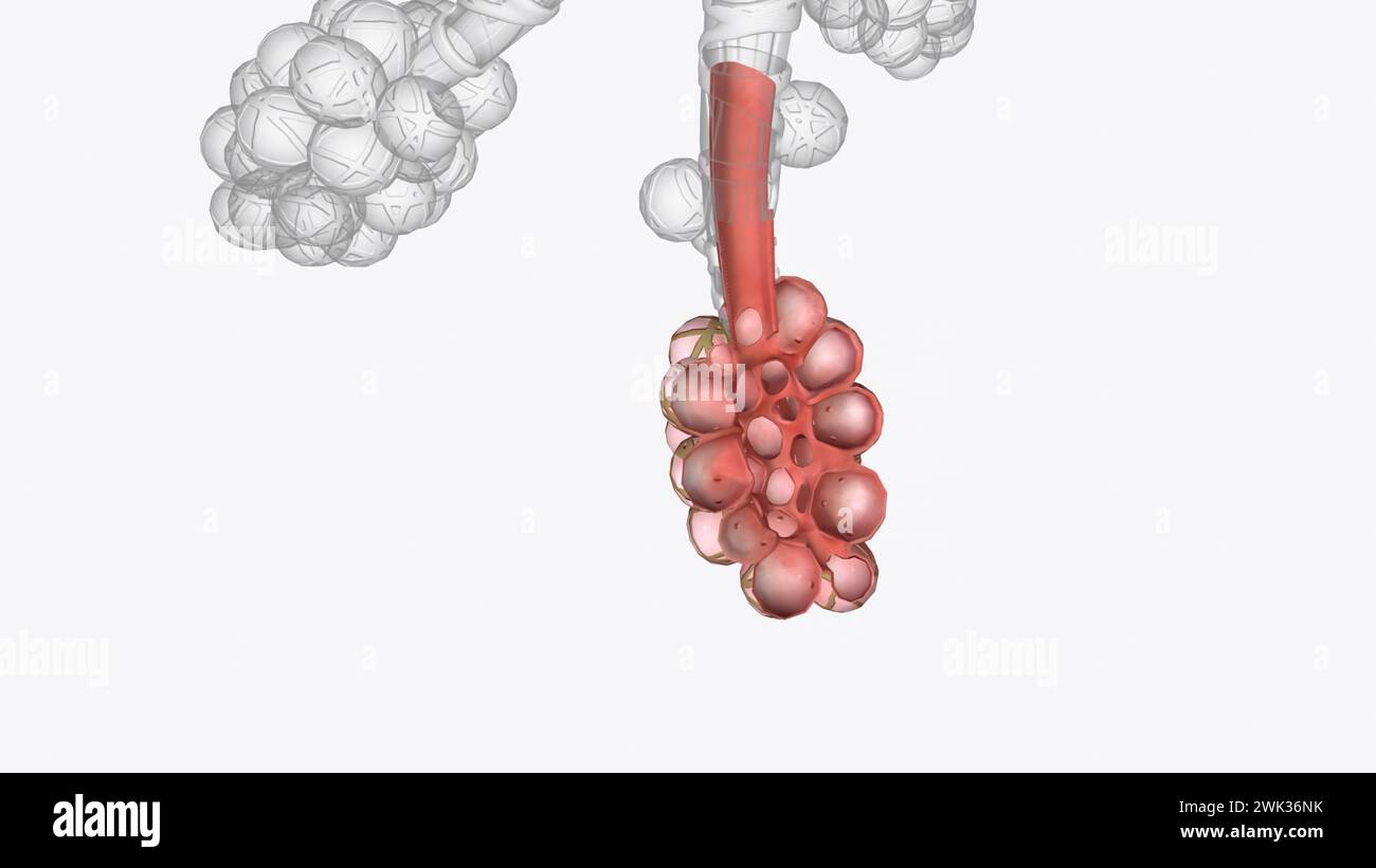 Alveoli in lung hi-res stock photography and images - Alamy