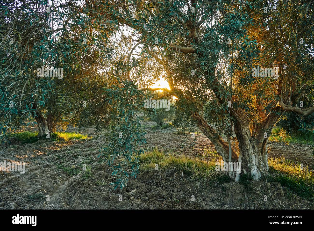 Algeria oil field hi-res stock photography and images - Alamy