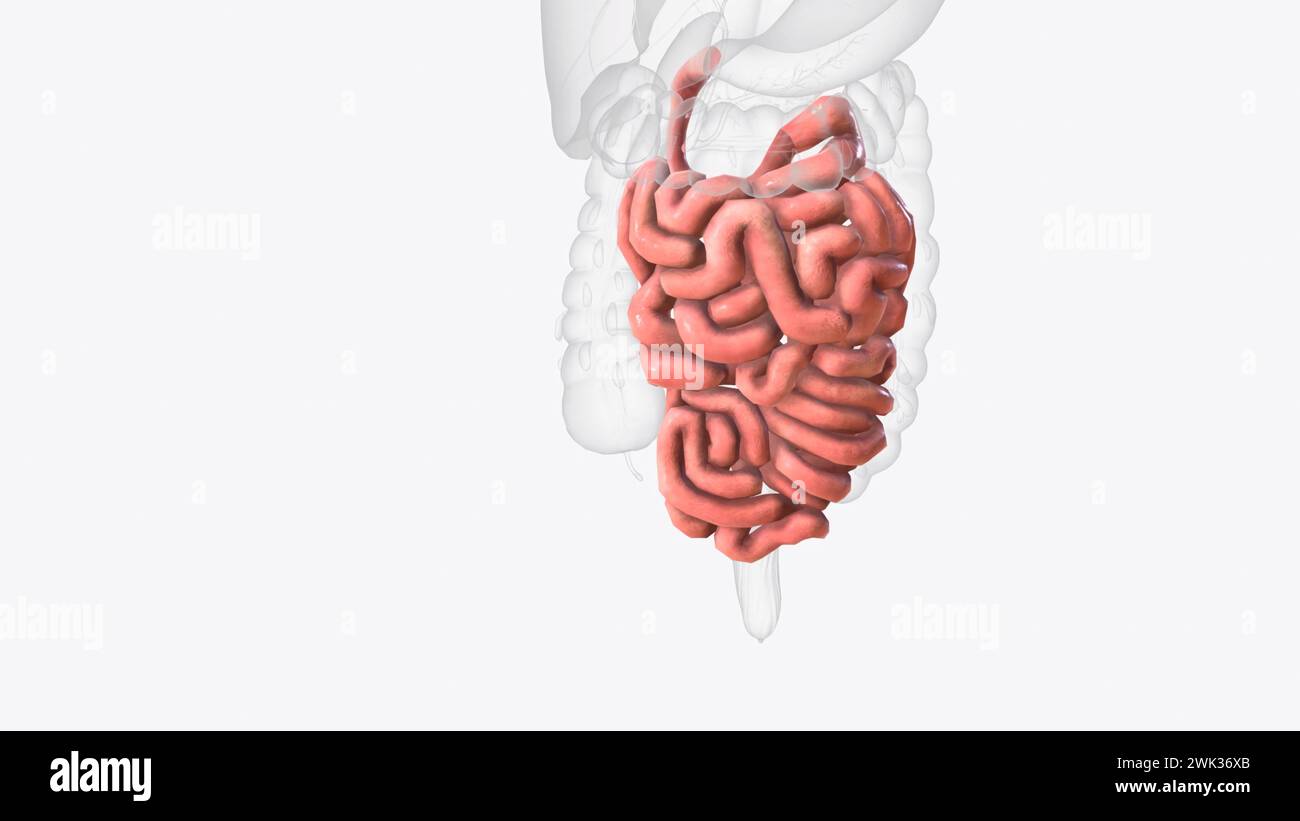 The small intestine or small bowel is an organ in the gastrointestinal ...
