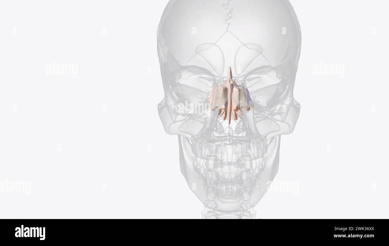 Ethmoid bone hi-res stock photography and images - Alamy