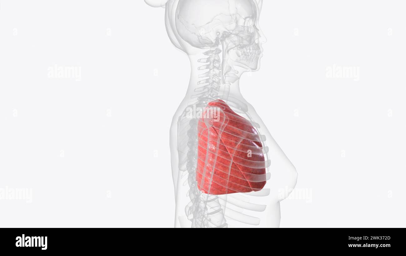 lungs are part of the respiratory system, a group of organs and tissues ...